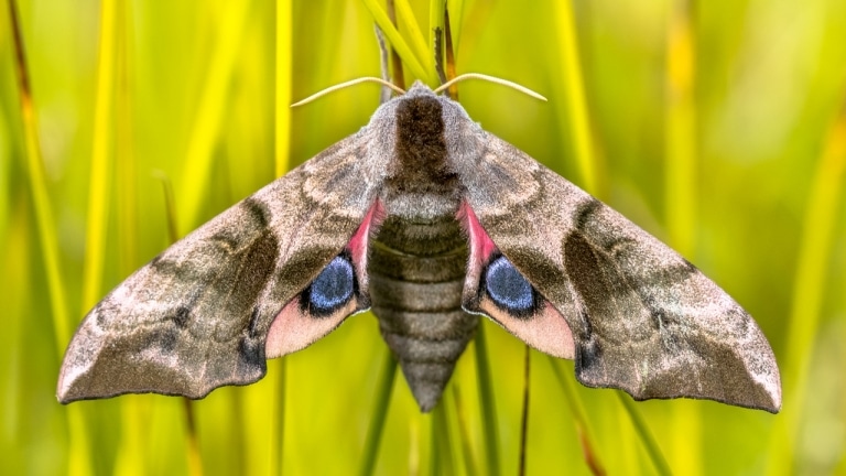 Tuổi thọ của bướm đêm: Bướm đêm sống được bao lâu?